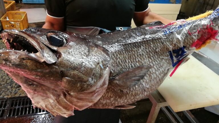 【旬の魚】くろむつ~生命力に満ちあふれたワイルドな旨さ！ | さかなの仕入れ屋|大阪で美味しい魚を安く仕入れる