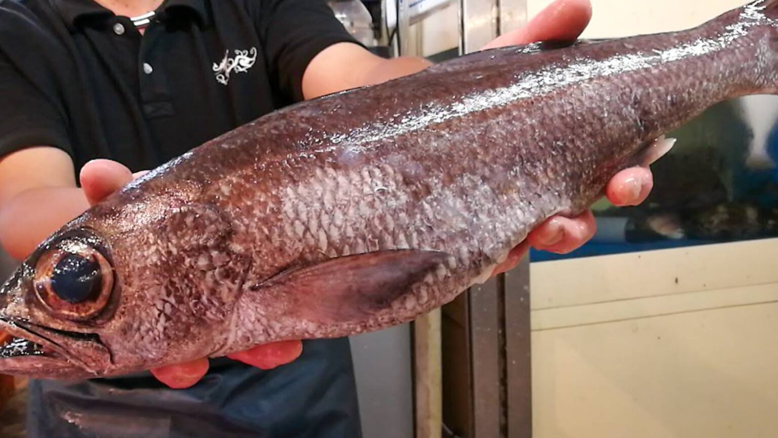 【旬の魚】くろむつ~生命力に満ちあふれたワイルドな旨さ！ | さかなの仕入れ屋|大阪で美味しい魚を安く仕入れる