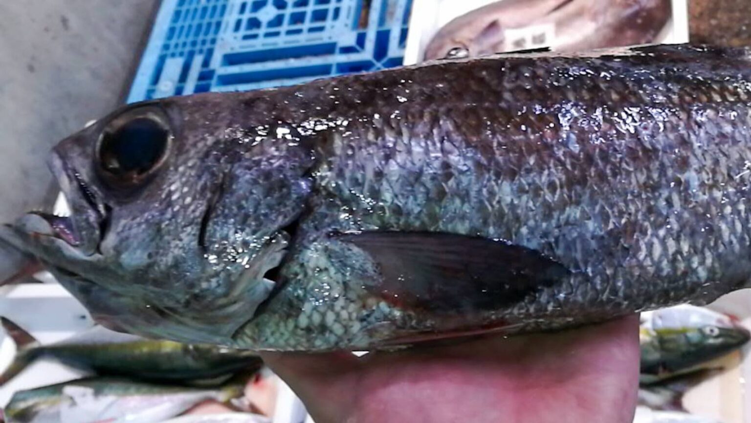 【旬の魚】くろむつ~生命力に満ちあふれたワイルドな旨さ！ | さかなの仕入れ屋|大阪で美味しい魚を安く仕入れる