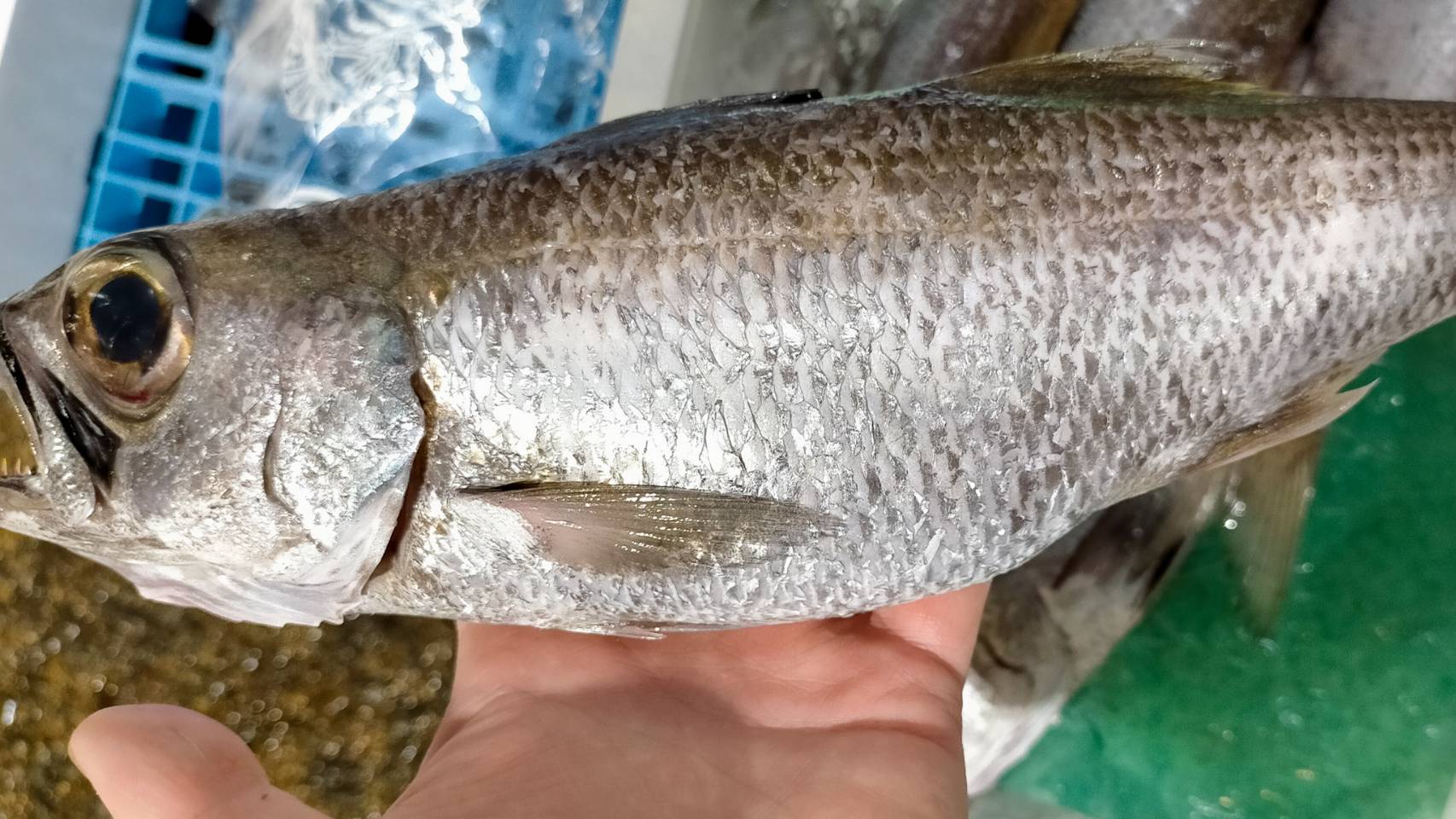 【旬の魚】くろむつ~生命力に満ちあふれたワイルドな旨さ！ | さかなの仕入れ屋|大阪で美味しい魚を安く仕入れる