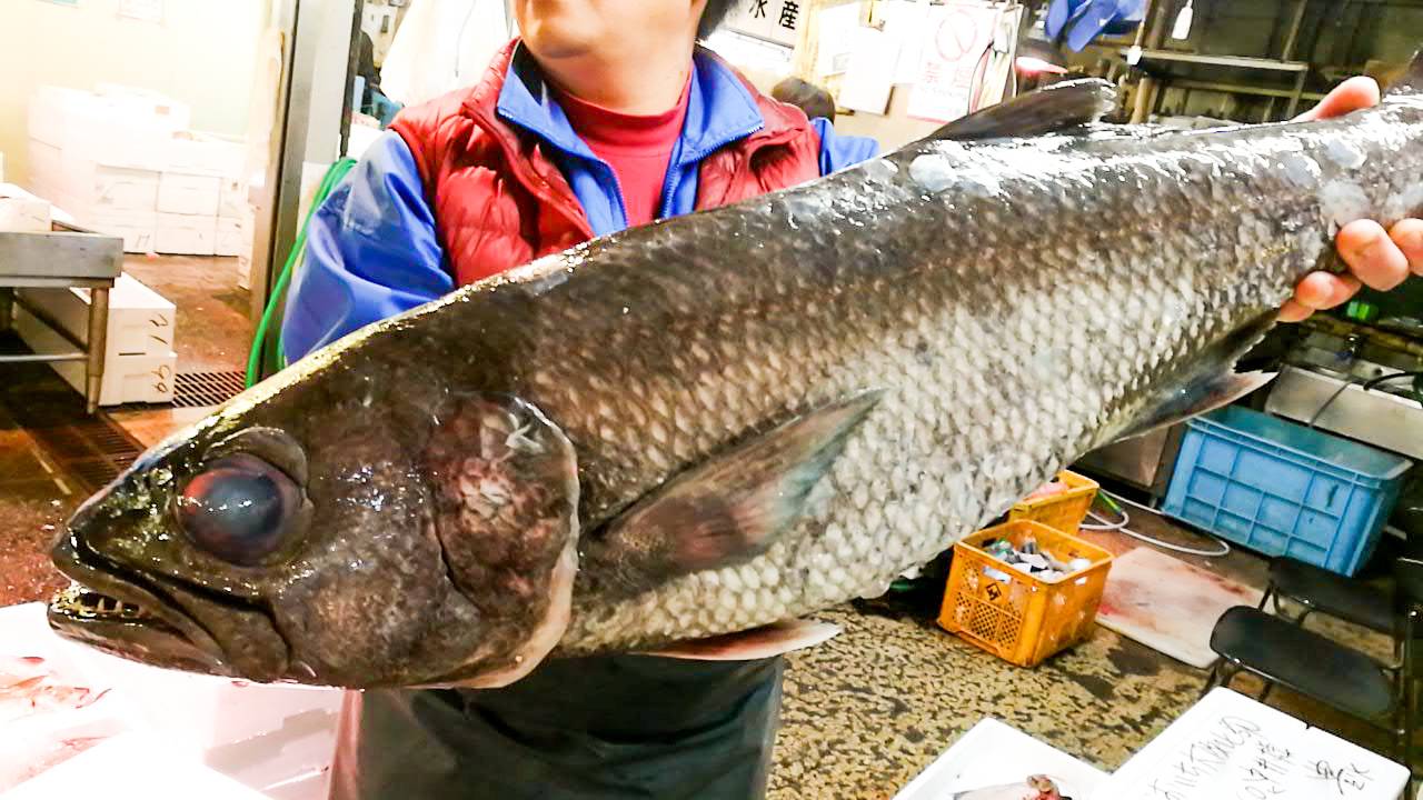 【旬の魚】くろむつ~生命力に満ちあふれたワイルドな旨さ！ | さかなの仕入れ屋|大阪で美味しい魚を安く仕入れる