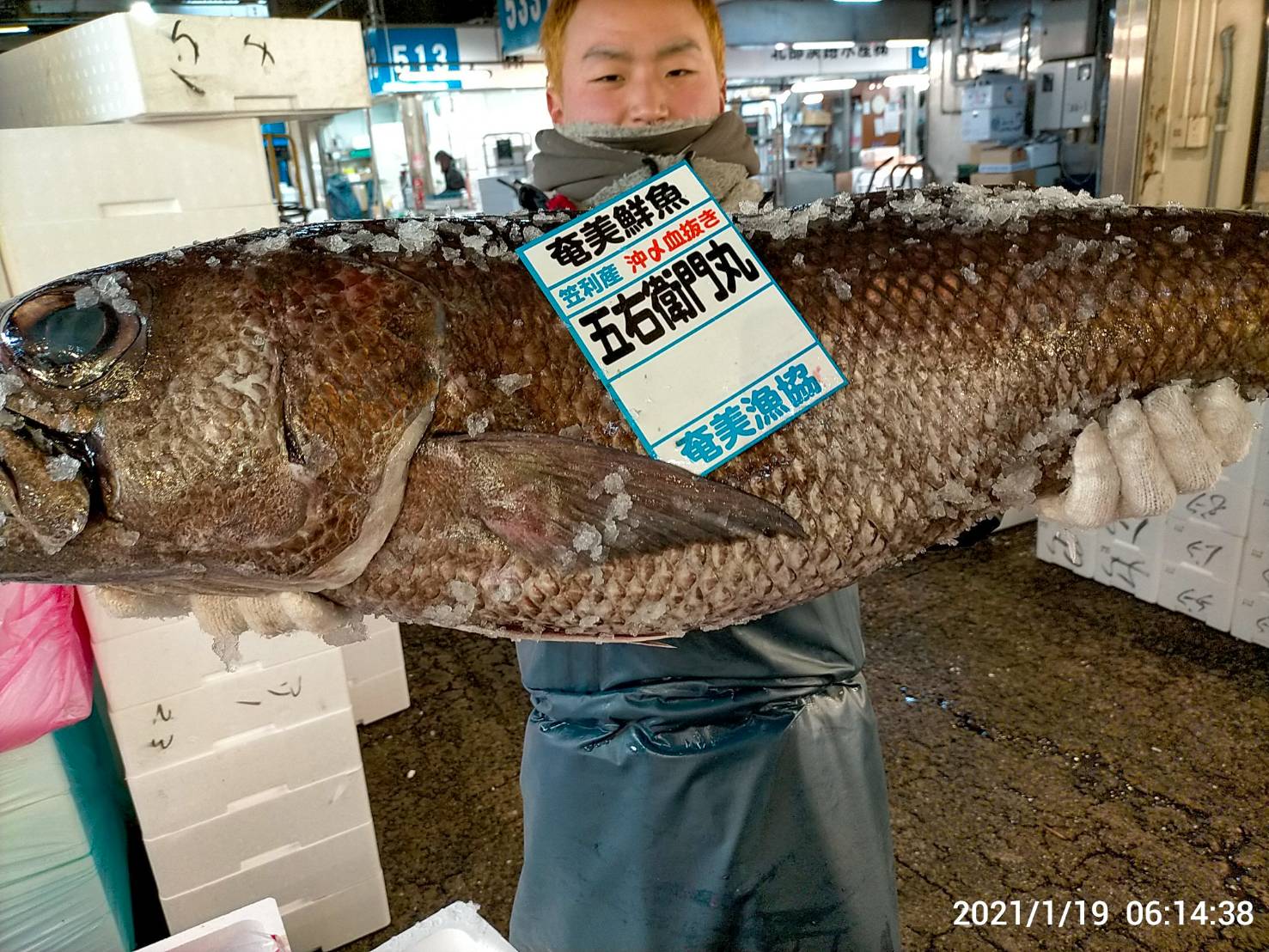【旬の魚】くろむつ~生命力に満ちあふれたワイルドな旨さ！ | さかなの仕入れ屋|大阪で美味しい魚を安く仕入れる