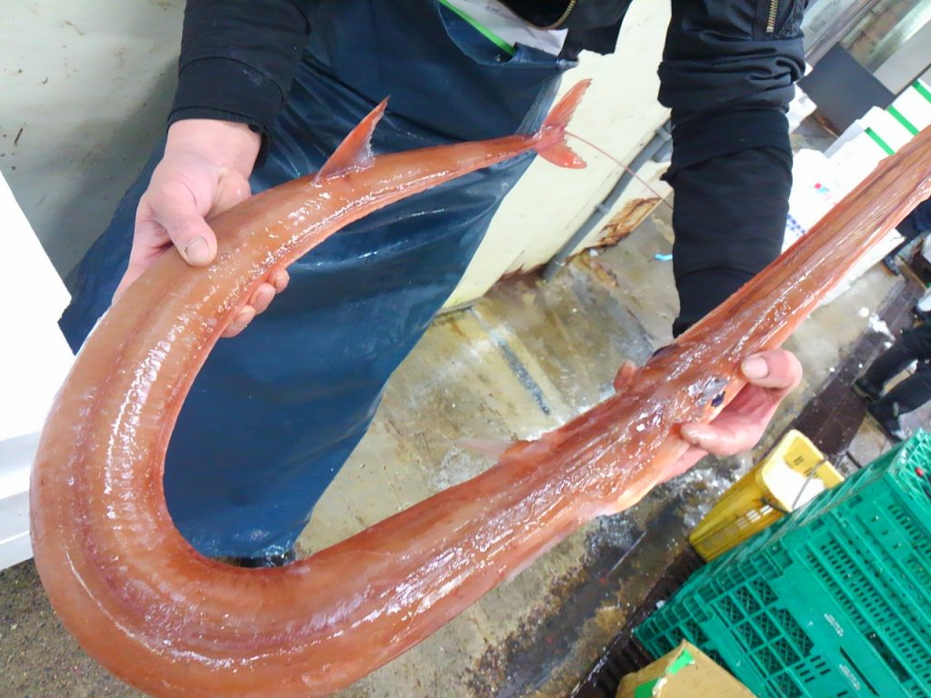 【魚図鑑】あかやがら | さかなの仕入れ屋|大阪で美味しい魚を安く仕入れる