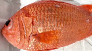 【旬の魚】えびすだい～美しさも硬さもまるで生きる「宝石」 | さかなの仕入れ屋|大阪で美味しい魚を安く仕入れる