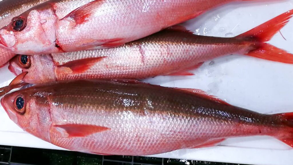 【旬の魚】えびすだい～美しさも硬さもまるで生きる「宝石」 | さかなの仕入れ屋|大阪で美味しい魚を安く仕入れる